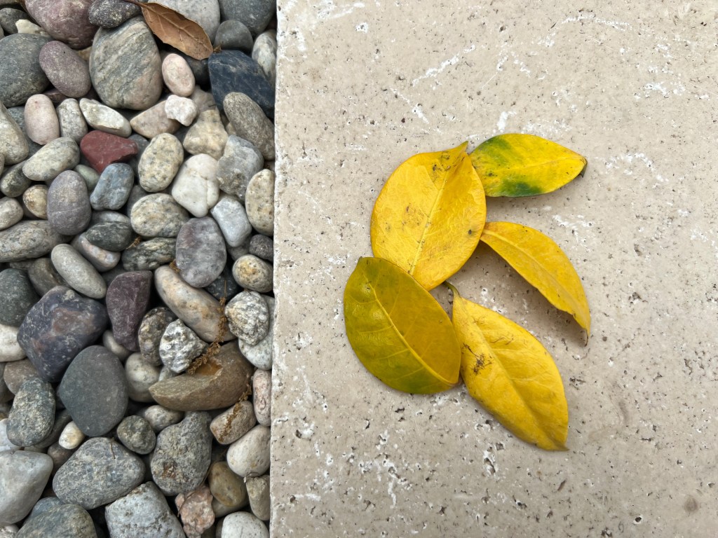 Yellowing Leaves in Plants: Common Plant Health Issues - Behind The ...